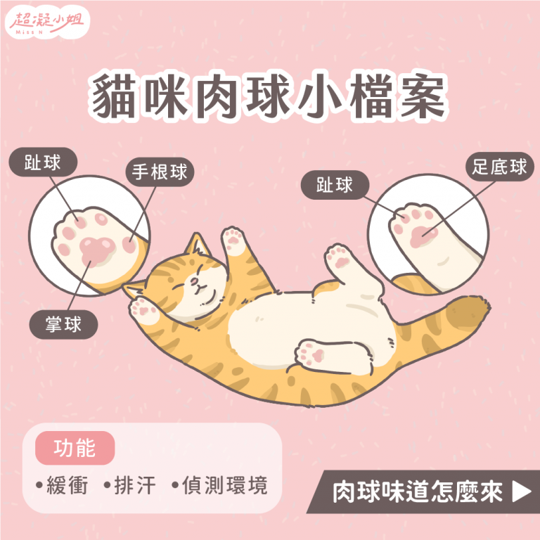 貓咪肉球百科！貓肉球顏色、味道、保養大公開 - Lady N