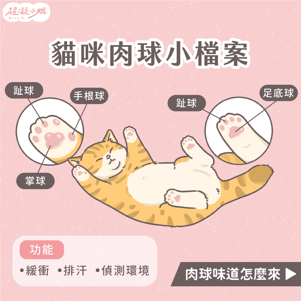 貓咪肉球百科！貓肉球顏色、味道、保養大公開 - Lady N