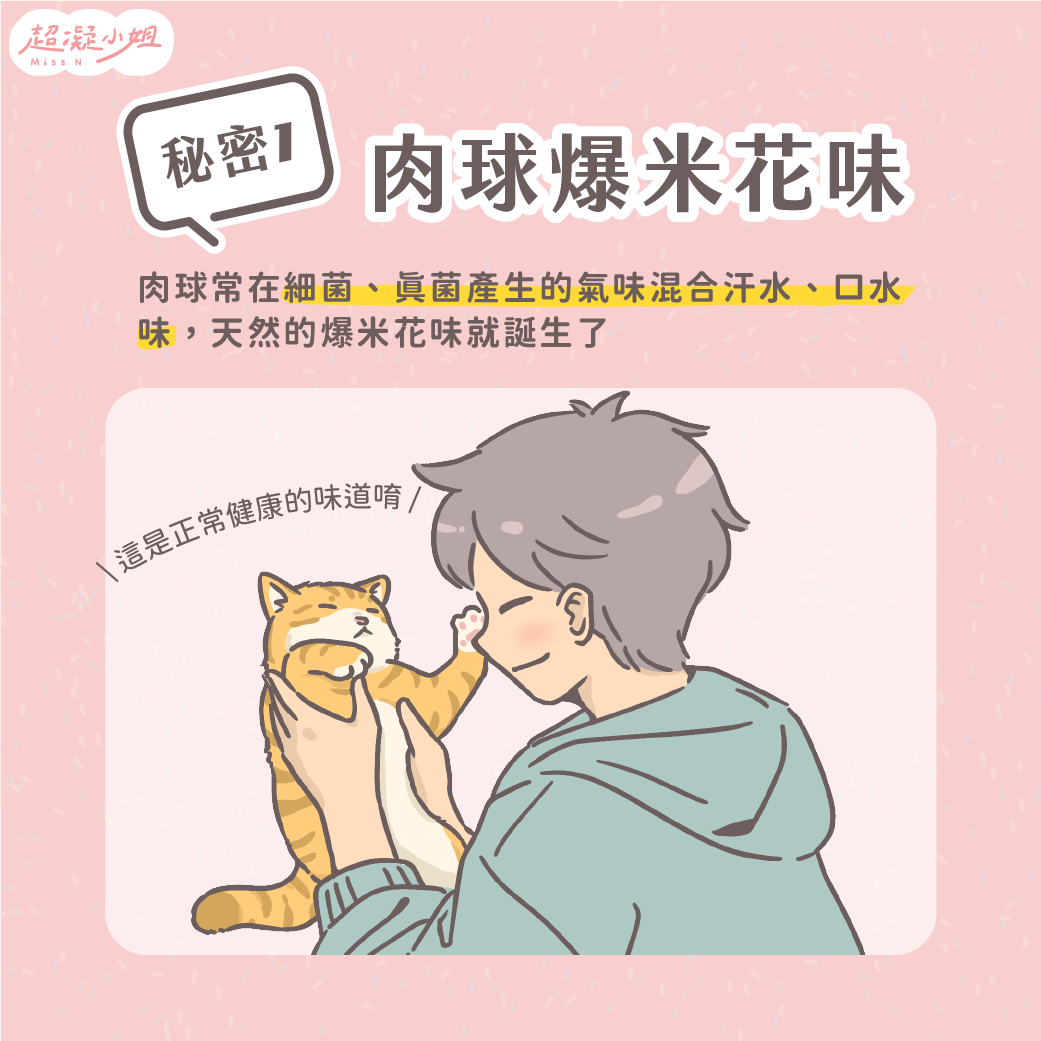 貓咪肉球百科！貓肉球顏色、味道、保養大公開 - Lady N