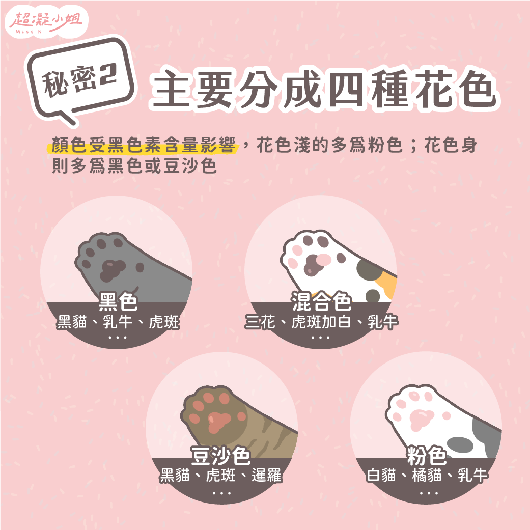 貓咪肉球百科！貓肉球顏色、味道、保養大公開 - Lady N