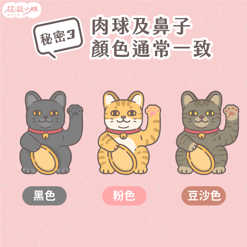 貓咪肉球百科！貓肉球顏色、味道、保養大公開 - Lady N