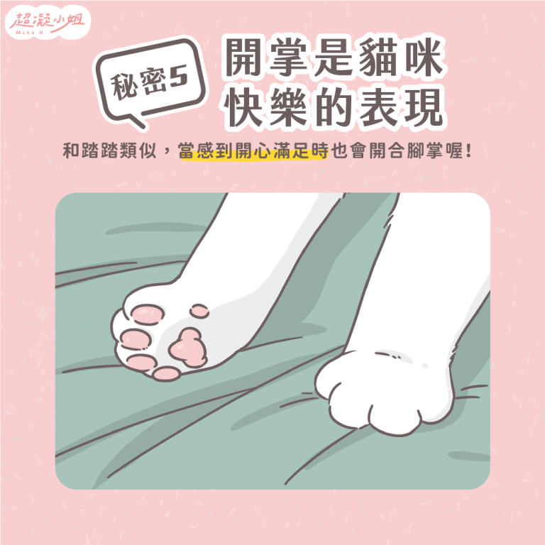 貓咪肉球百科！貓肉球顏色、味道、保養大公開 - Lady N