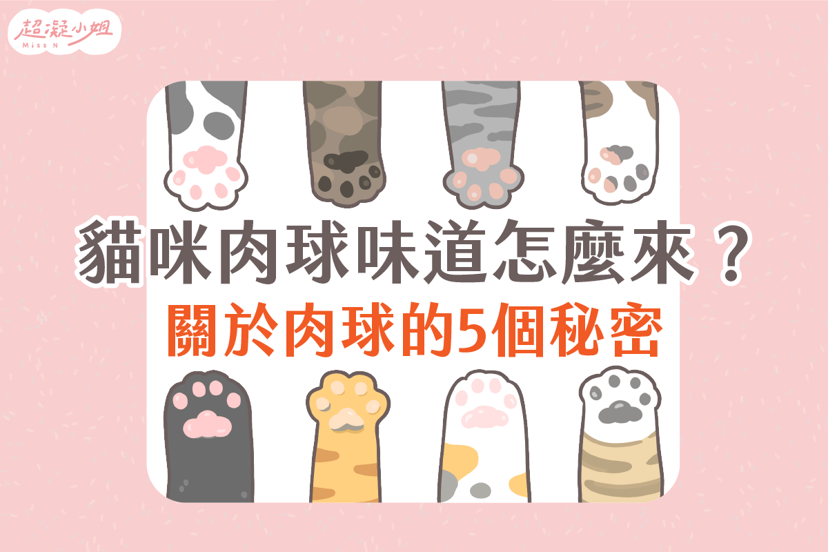 貓咪肉球百科！貓肉球顏色、味道、保養大公開 - Lady N