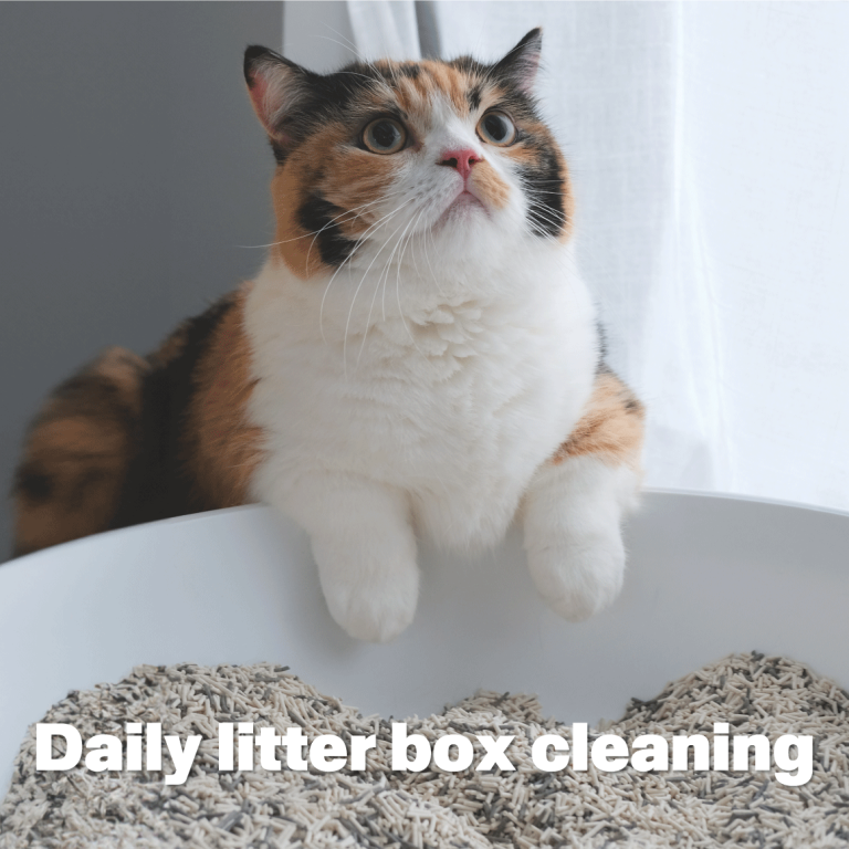 Clean litter box hacks! Keep cat litter box from smelly｜Lady N - Lady N US