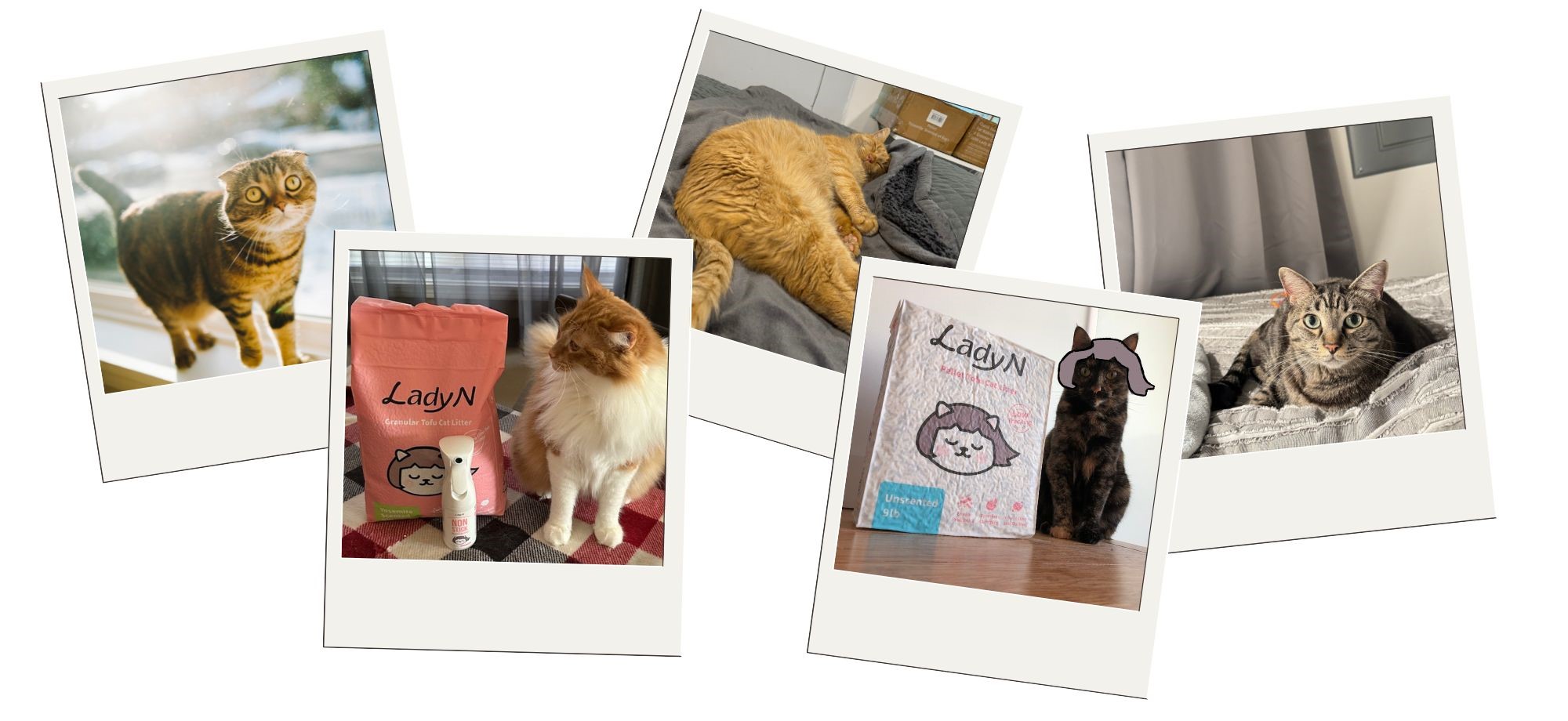 Hear from Lady N's Customers: We’re Grateful for You! 🐾 - Lady N US
